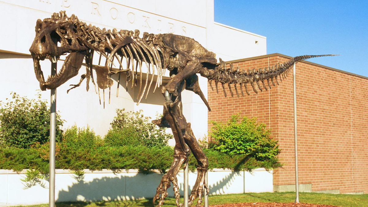 Bronze Tyrannosaurus Rex - Research Casting International